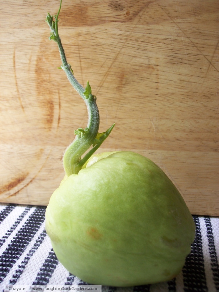 Starting Chayote in Virginia – Laughing Duck Gardens & Cookery